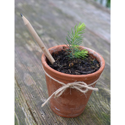 Sprout boom potlood | Eco geschenk - Greengiving.nl